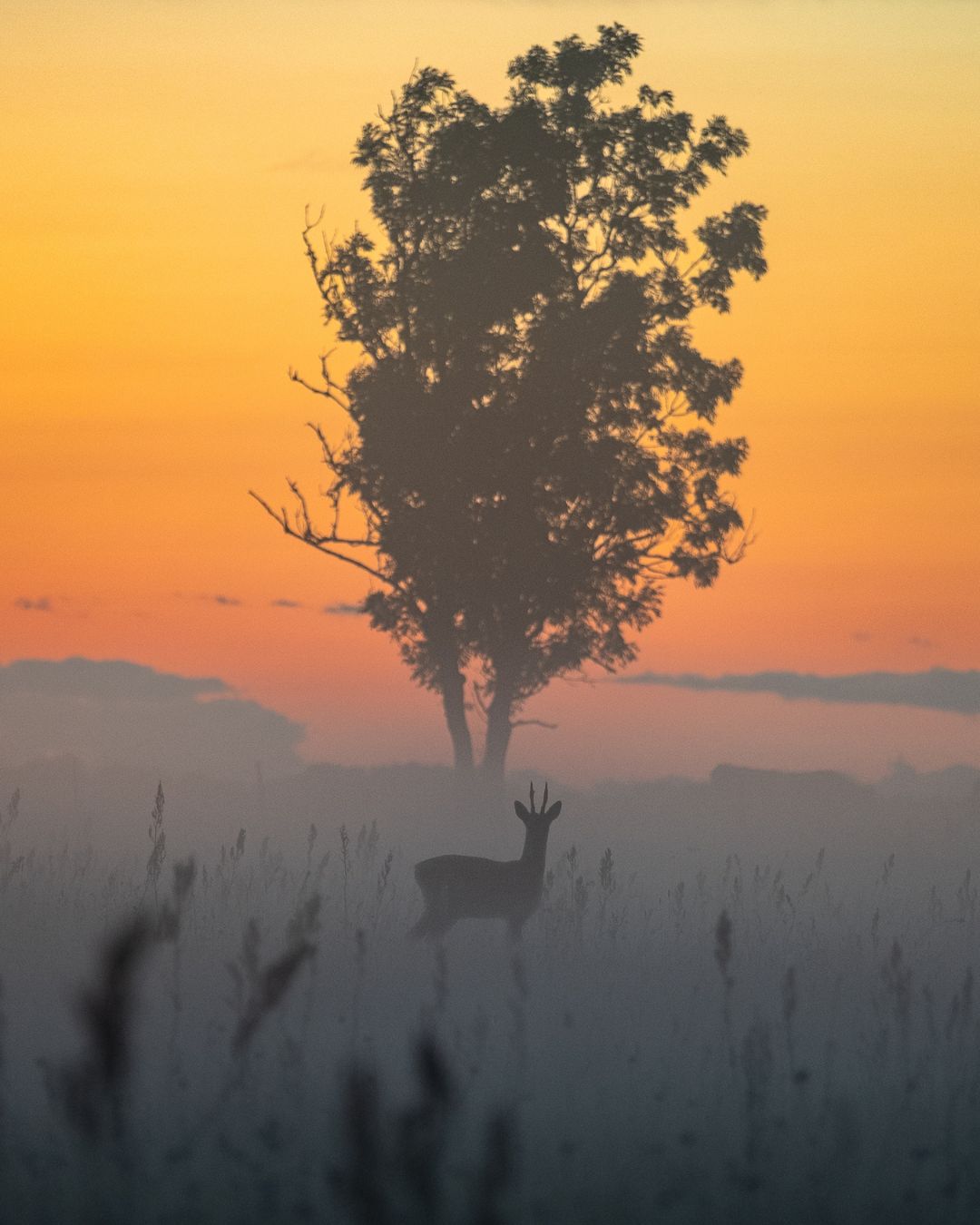 Buck Hunting Season 2025: Gear Up with Pinewood’s Top Picks