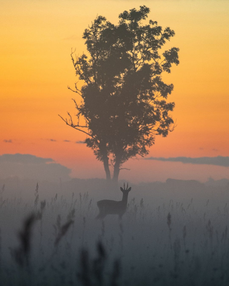 Buck Hunting Season 2025: Gear Up with Pinewood’s Top Picks